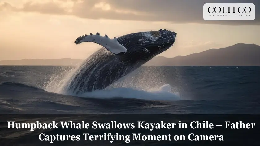 Swallowed by a Humpback Whale – Kayaker’s Encounter