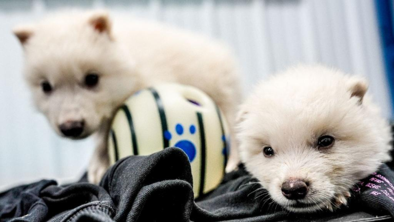 Dire Wolves Revived After 13,000 Years